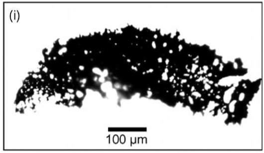 Charcoal Morphology – International Paleofire Network